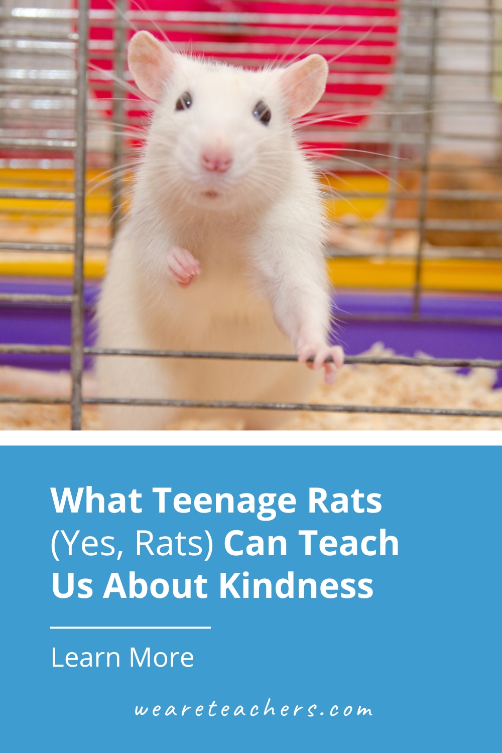 What Teenage Rats Can Teach Us About Kindness