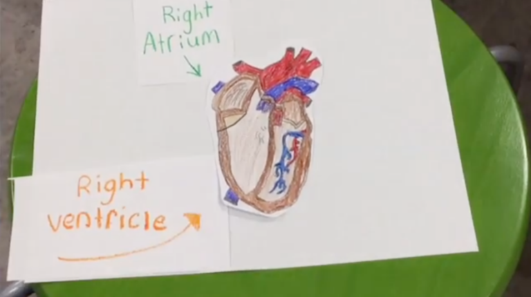 30 Hands-On Circulatory System Activities for Kids