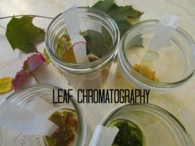 12 Leaf Projects to Teach Great Lessons in Your Classroom