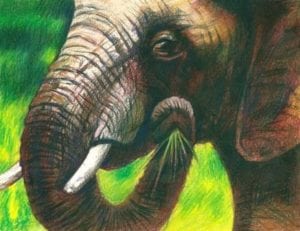 The IFAW World of Animals Art Contest - We Are Teachers