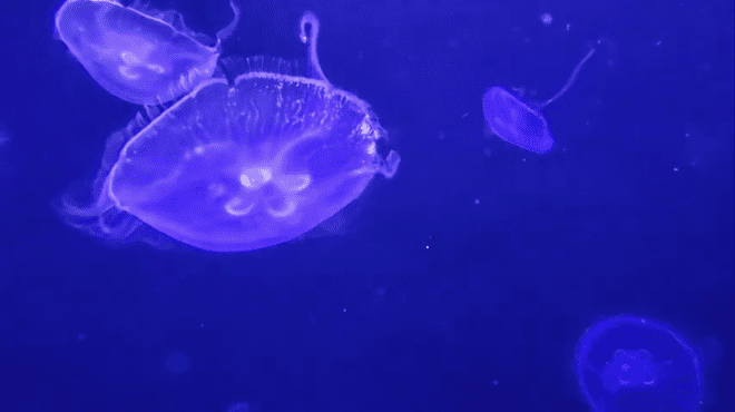 260+ Field Trip Ideas for Grades PreK-12 (In-Person and Virtual)