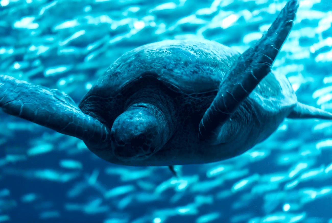 17 Fun Virtual Teacher Backgrounds for Online Teaching - We Are Teachers