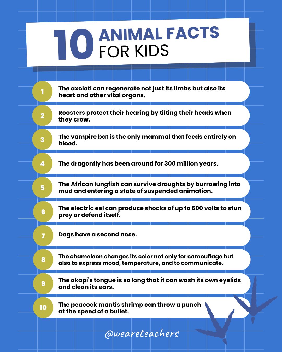 300+ Fascinating Animal Facts That Will Amaze You