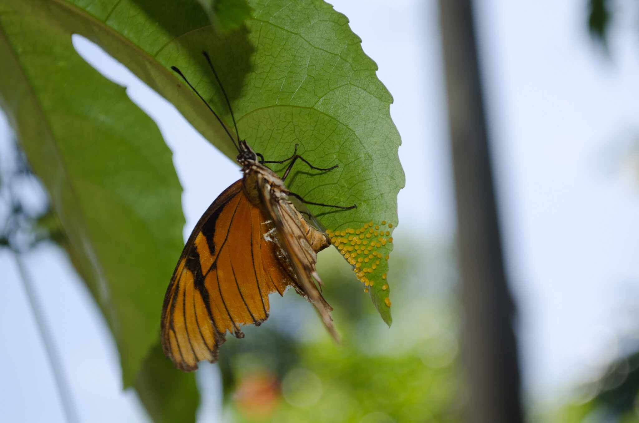 Butterfly Life Cycle (Free Google Slides and More)