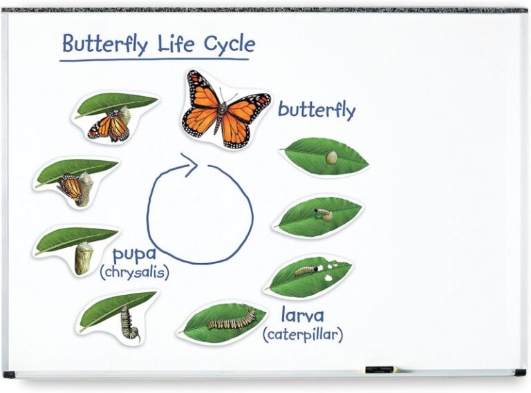 Butterfly Life Cycle (Free Google Slides and More)