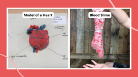 30 Hands-On Circulatory System Activities for Kids