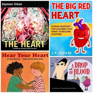 30 Hands-On Circulatory System Activities for Kids