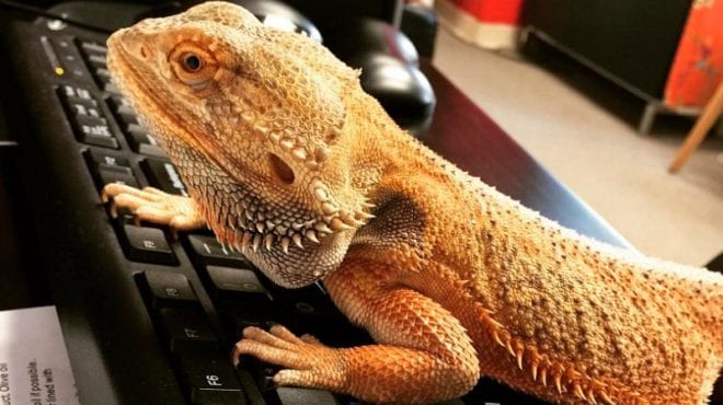 38 Classroom Pets You'll Want to Take Home - We Are Teachers