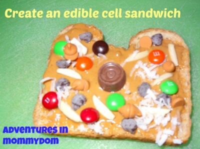 30 Creative Plant Cell Project Ideas To Try This Year
