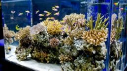 5 Reasons Your High School Needs a Classroom Pet - WeAreTeachers