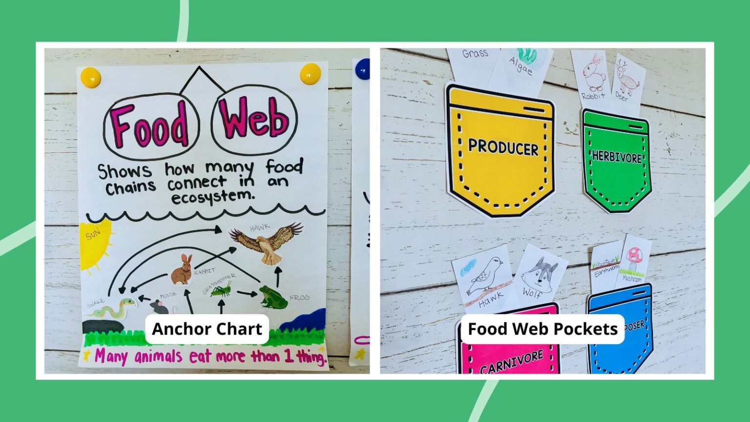 27 Fun Food Web and Food Chain Activities