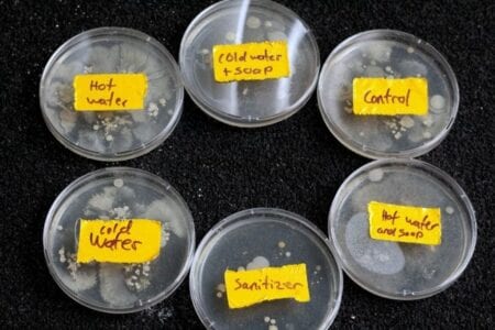 The Best Germ Science Projects and Experiments