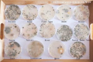 75 3rd Grade Science Projects for the Classroom or Science Fair