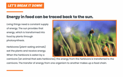 25 Fun Food Web and Food Chain Activities - August 2025