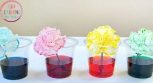 40 Easy Kindergarten Science Experiments for Hands-On Learning