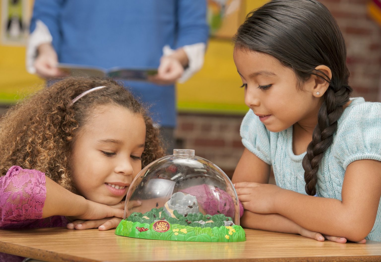 10 Buzz Worthy Creepy Crawly Insect Kits For the Classroom