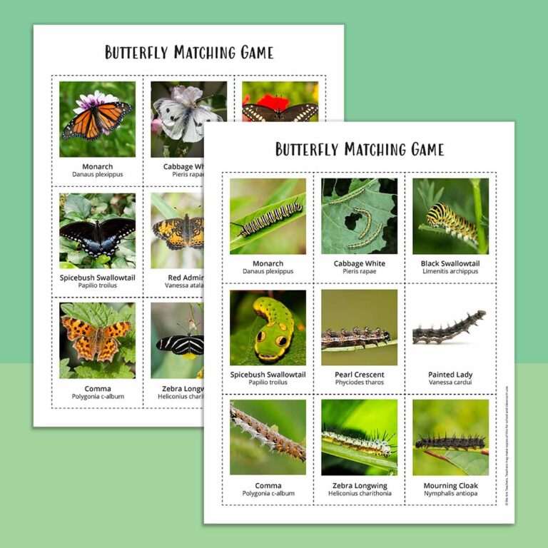 Butterfly Life Cycle Worksheet Bundle (Free Printables)
