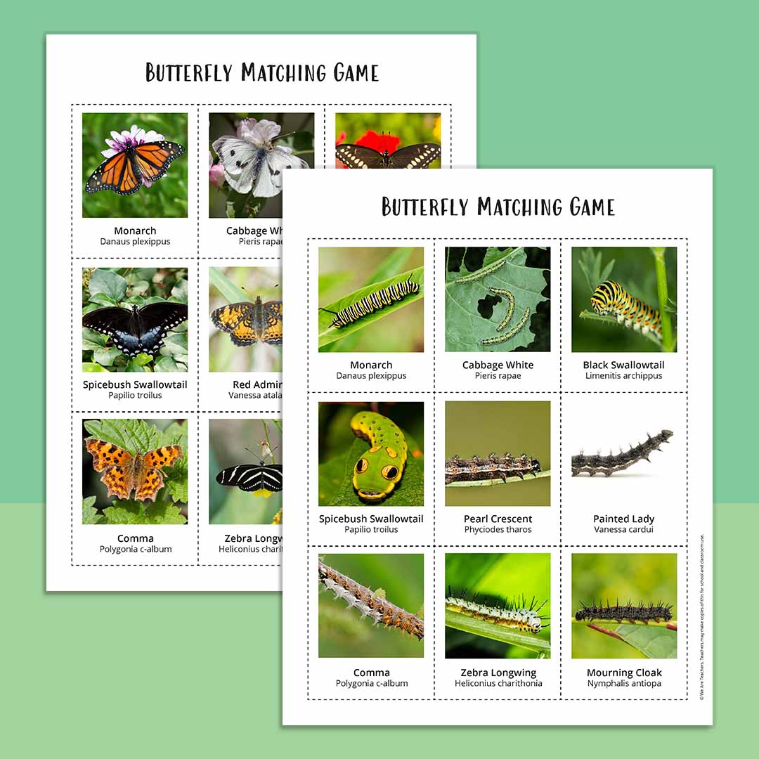 Butterfly Life Cycle Worksheet Bundle (Free Printables)