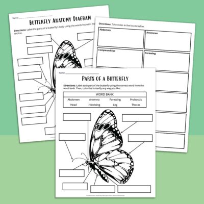 Butterfly Life Cycle Worksheet Bundle (Free Printables)