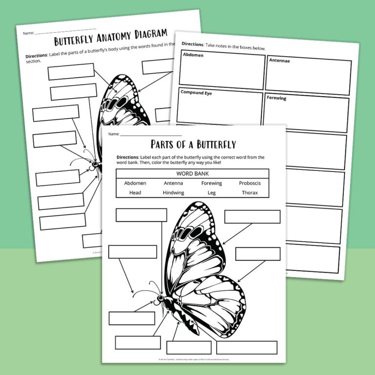 Butterfly Life Cycle Worksheet Bundle (Free Printables)