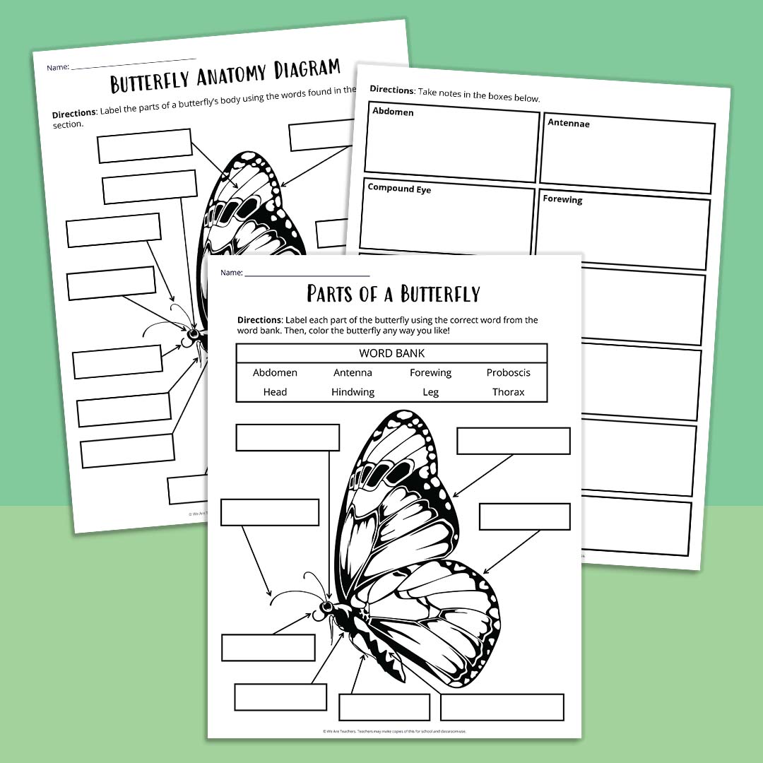 Butterfly Life Cycle Worksheet Bundle (Free Printables)