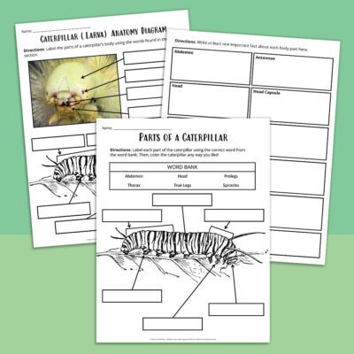 Butterfly Life Cycle Worksheet Bundle (Free Printables)