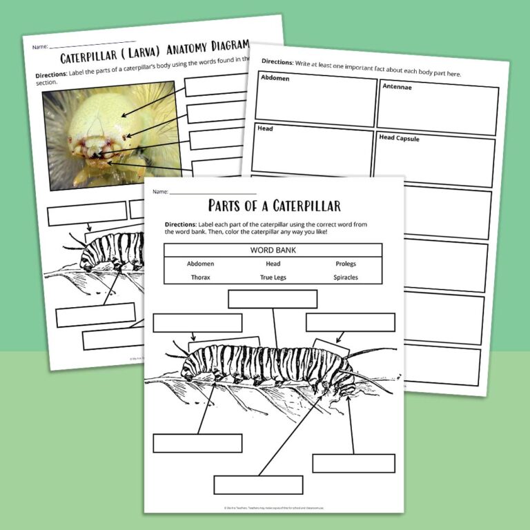 Butterfly Life Cycle Worksheet Bundle (Free Printables)