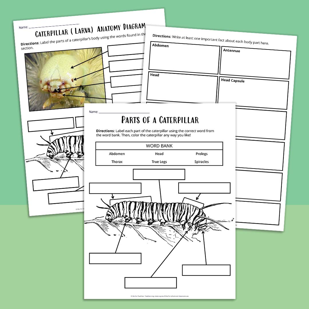 Butterfly Life Cycle Worksheet Bundle (Free Printables)