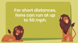 25 Roaringly Fun Facts About Lions