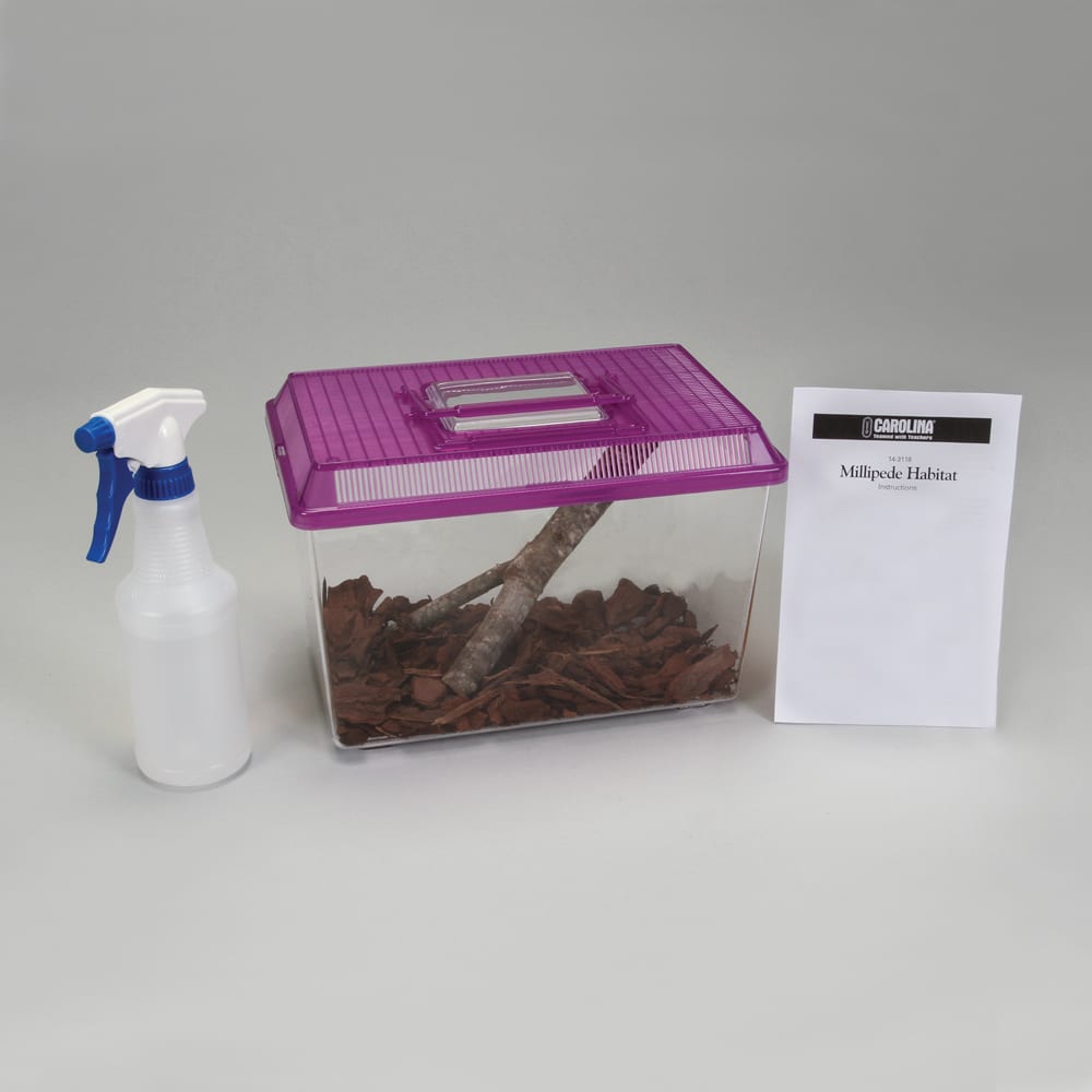 10 Buzz Worthy Creepy Crawly Insect Kits For the Classroom