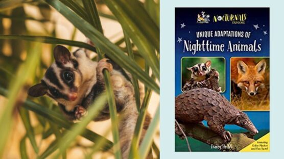 12 Nocturnal Animals Students Should Know