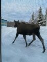 We Need To Add Wildlife Management to “Other Duties as Assigned”