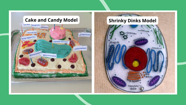 30 Creative Plant Cell Project Ideas To Try This Year
