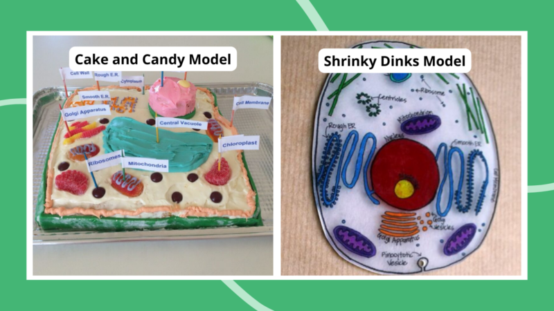 30 Creative Plant Cell Project Ideas To Try This Year