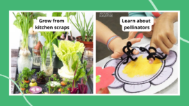 33 Plant Life Cycle Activities: Free and Creative Teaching Ideas