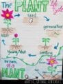 33 Plant Life Cycle Activities: Free and Creative Teaching Ideas