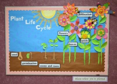 33 Plant Life Cycle Activities: Free and Creative Teaching Ideas