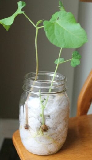 33 Plant Life Cycle Activities: Free and Creative Teaching Ideas