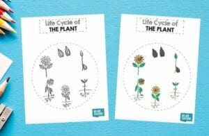 33 Plant Life Cycle Activities: Free and Creative Teaching Ideas