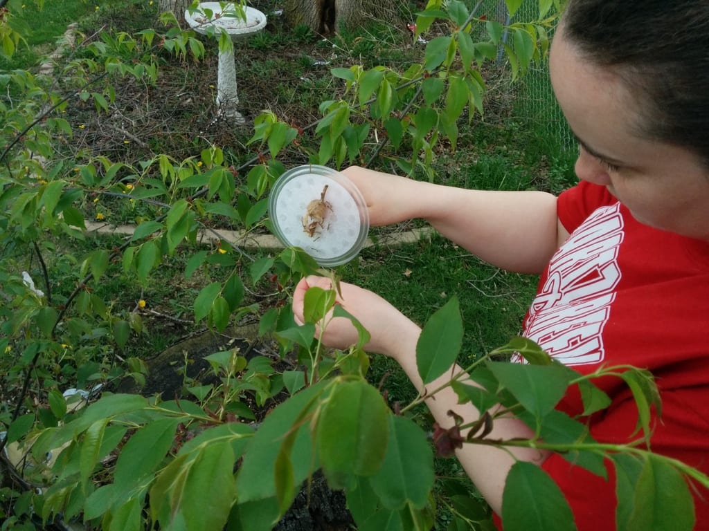 10 Buzz Worthy Creepy Crawly Insect Kits For the Classroom