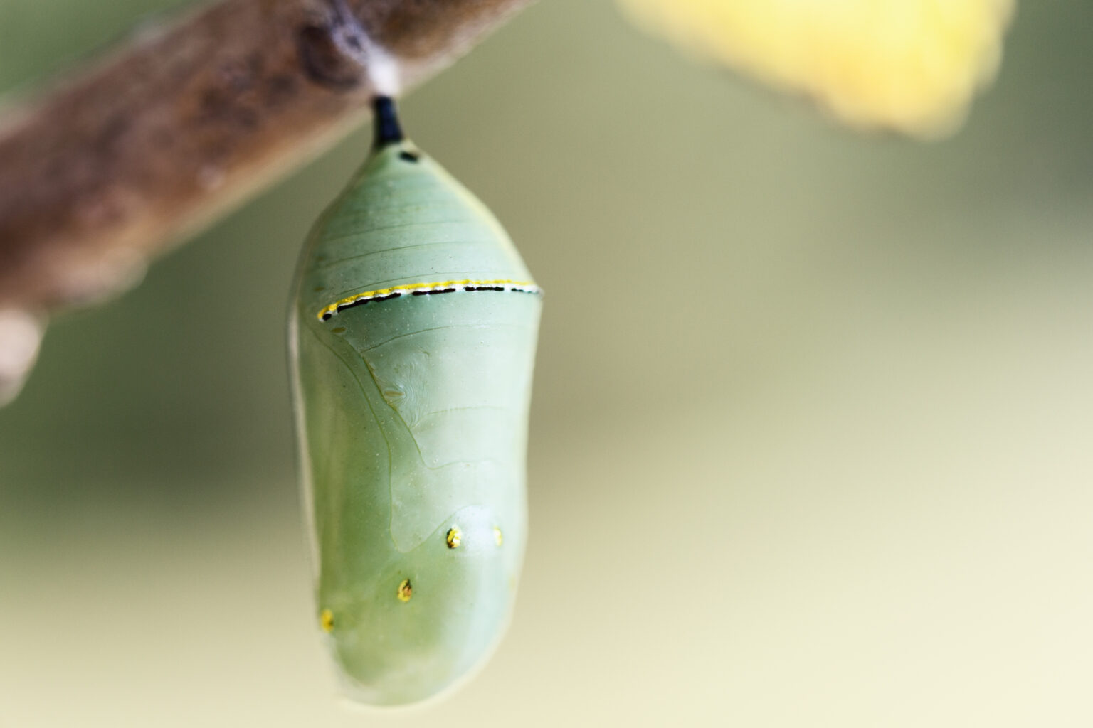 Butterfly Life Cycle (Free Google Slides and More)