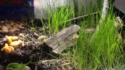 Three Simple Ways to Include Nature in Learning - We Are Teachers