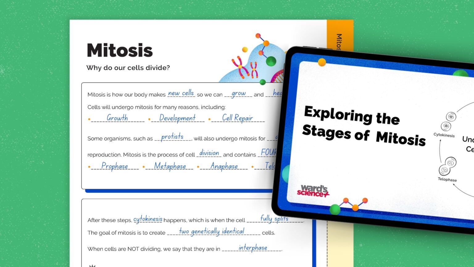Free Flip-Book Lesson on the Stages of Mitosis - We Are Teachers